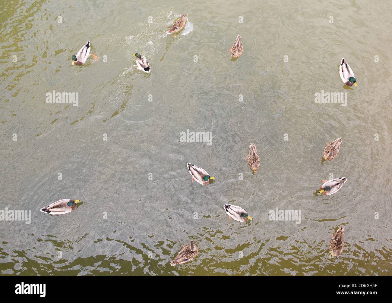 Ducks from above hi-res stock photography and images - Alamy