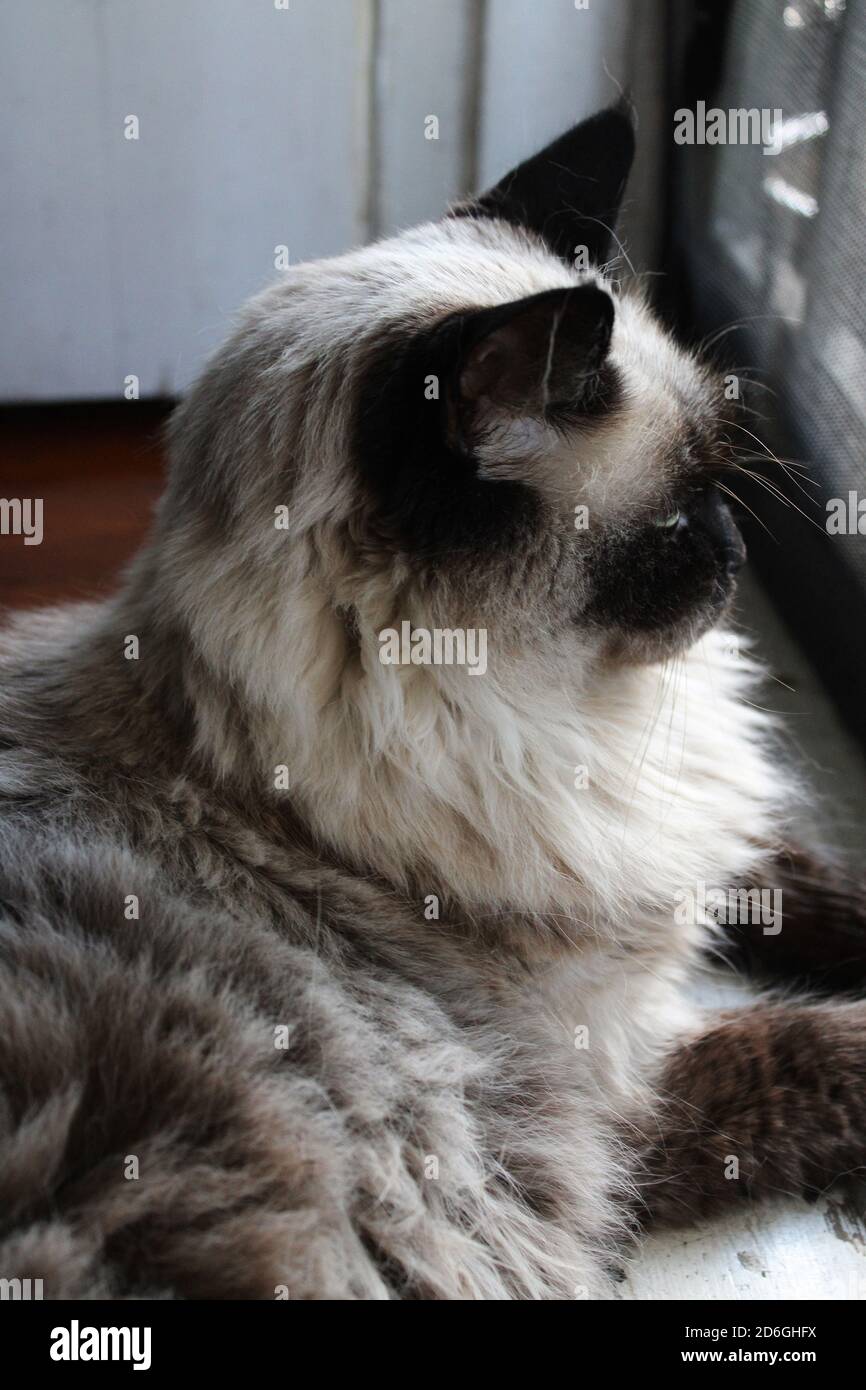 View through screen door hi-res stock photography and images - Alamy
