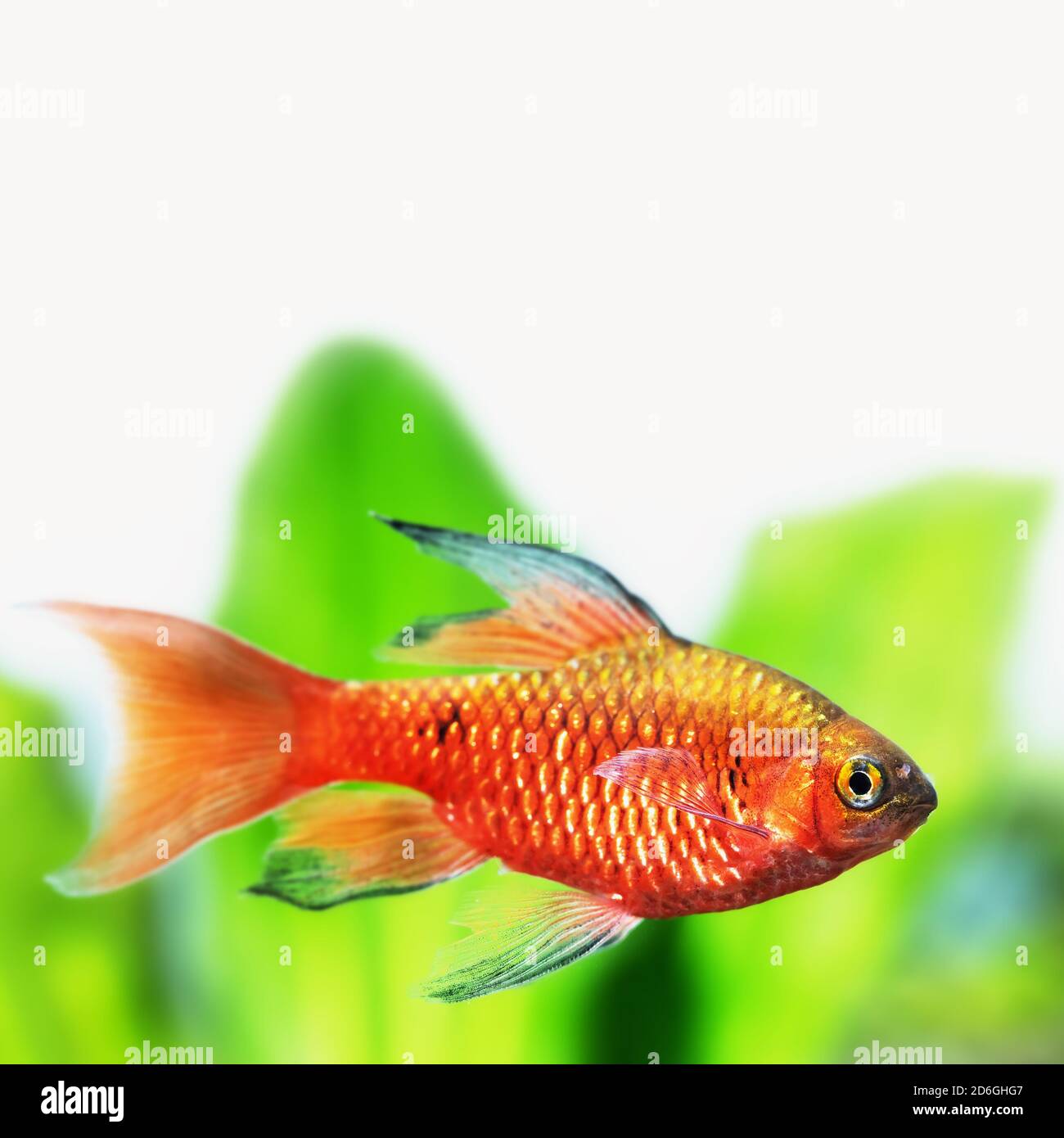 Red tail plants hi-res stock photography and images - Alamy