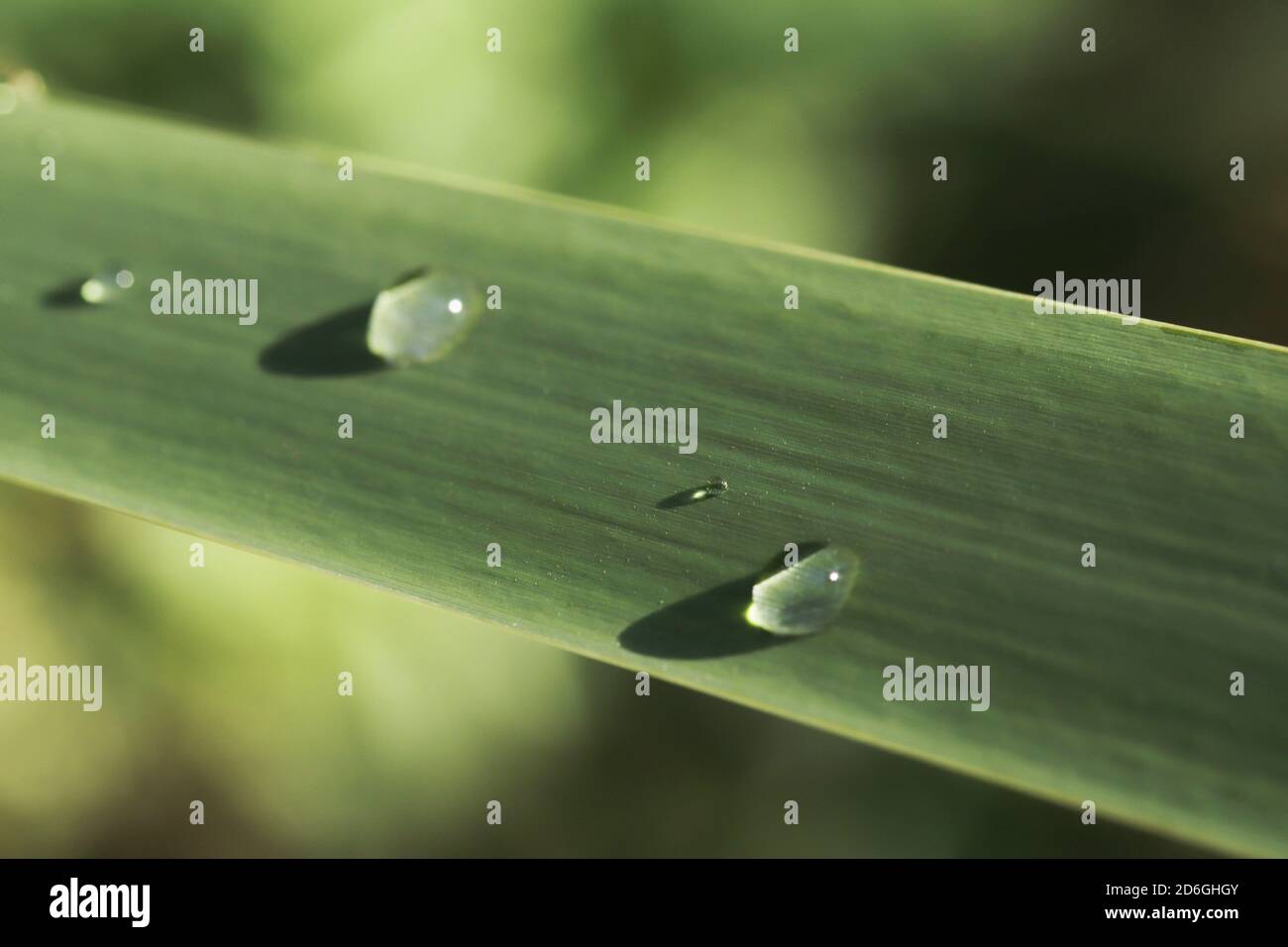 Corn Leaf Cell High Resolution Stock Photography and Images - Alamy
