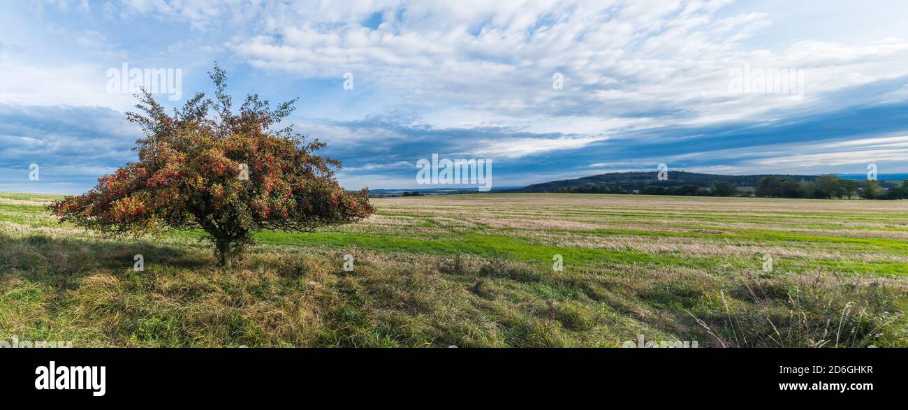 Lonely common hawthorn tree in panoramic landscape. Crataegus monogyna ...