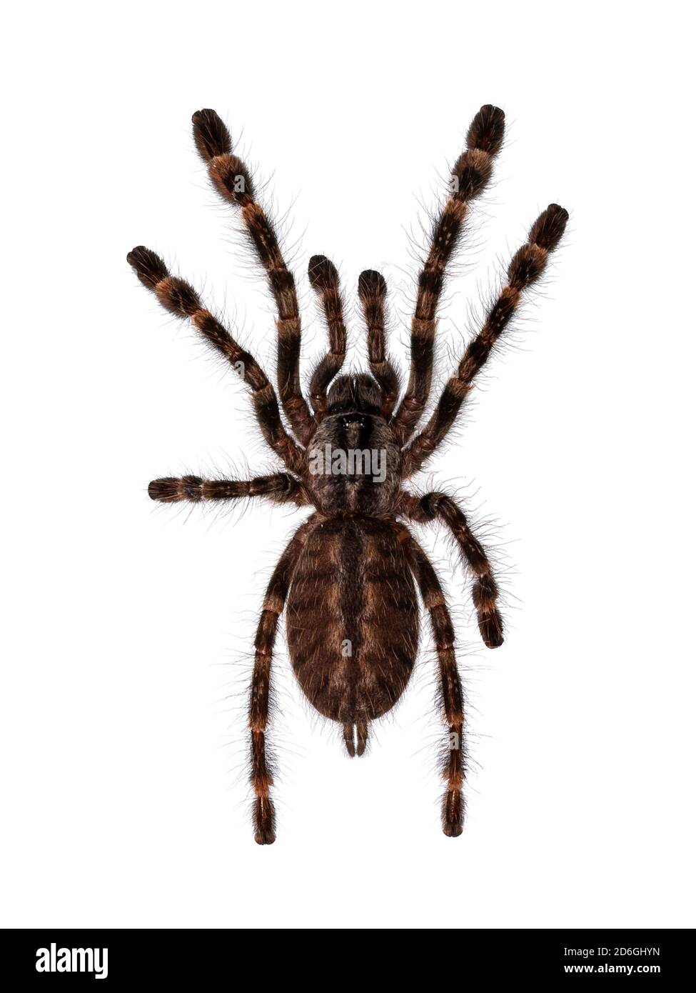 Top view of young Indian ornamental tarantula aka Poecilotheria regalis ...