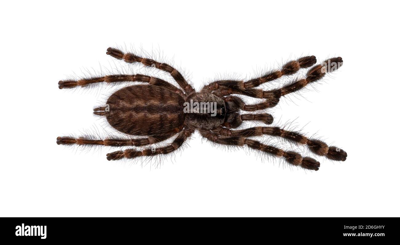 Top view of young Indian ornamental tarantula aka Poecilotheria regalis ...
