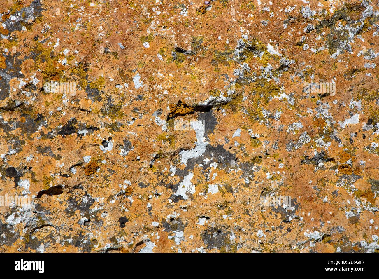 Yellow fungus on rock close hi-res stock photography and images - Alamy