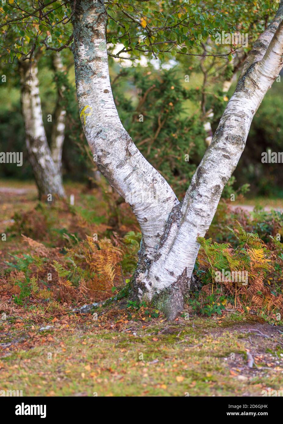 Twisted tree trunk hi-res stock photography and images - Alamy