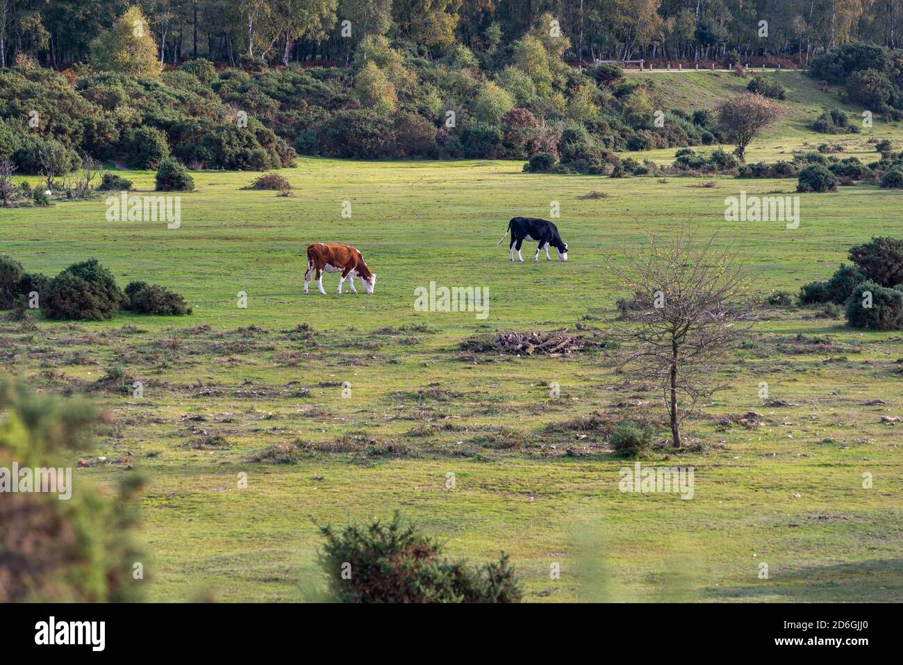 Two cows at a distance in open landscape Stock Photo - Alamy