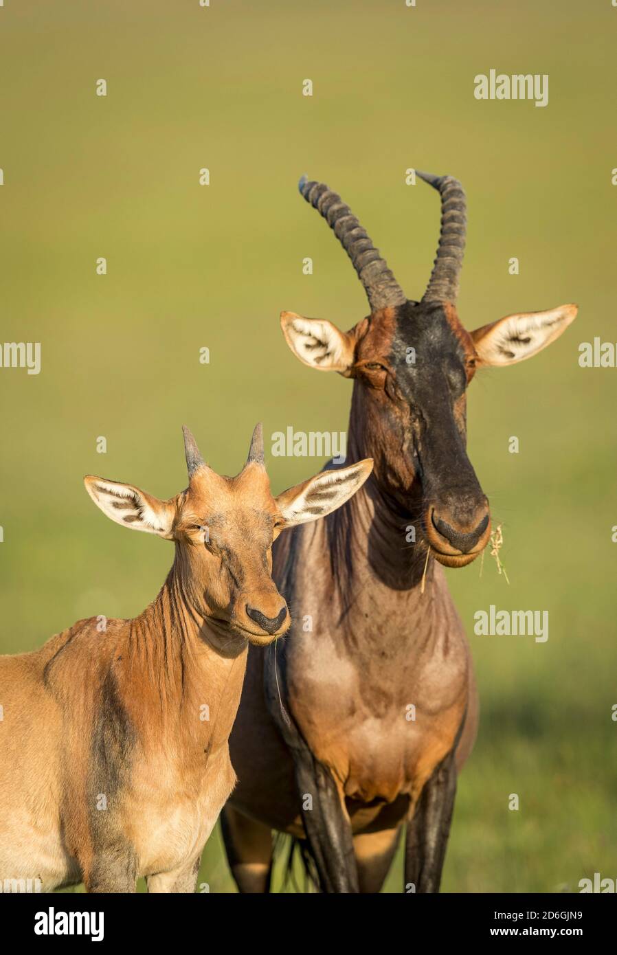 Face topi antelope hi-res stock photography and images - Alamy