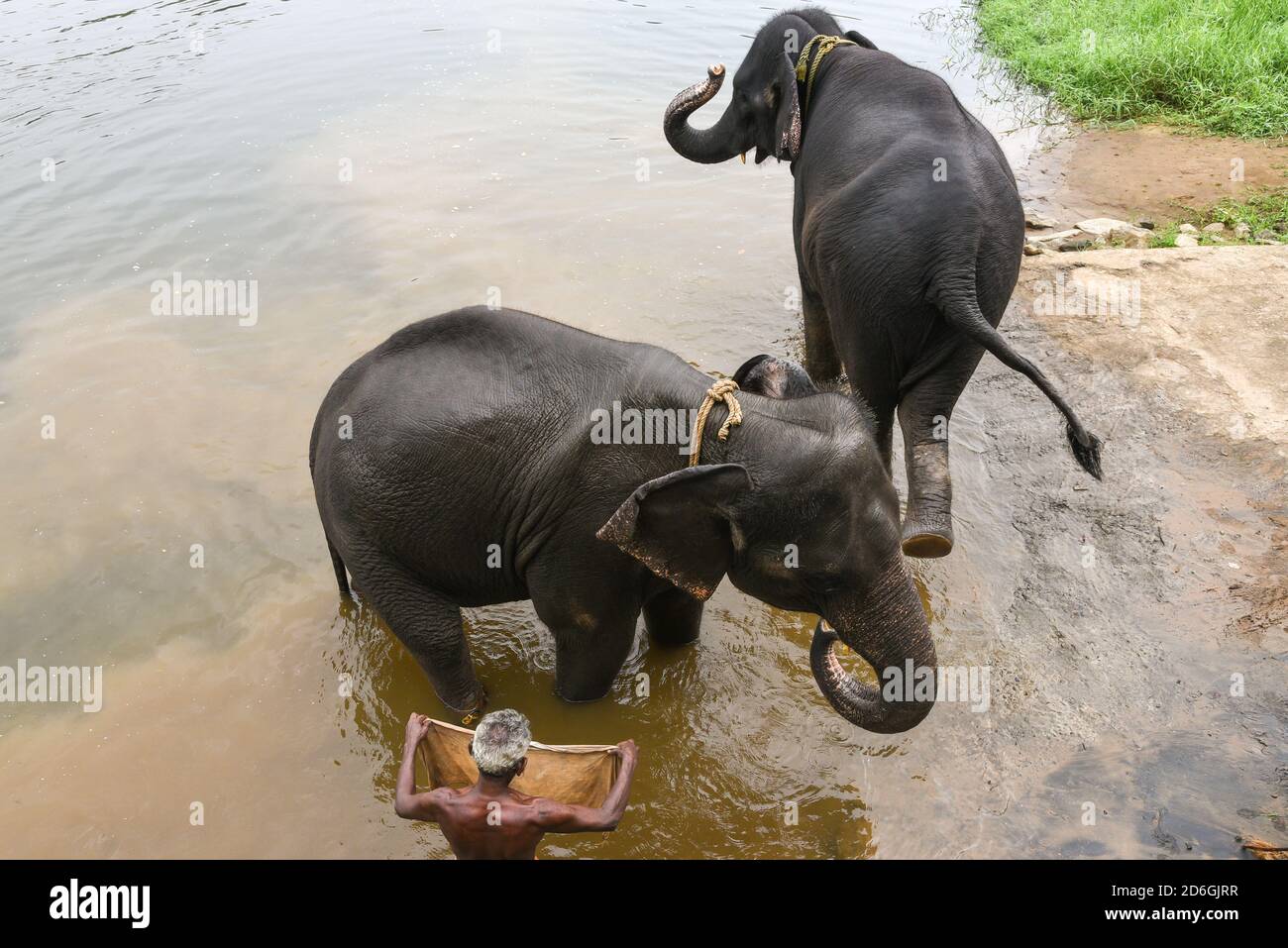 India kerala elephant bath hi-res stock photography and images - Alamy