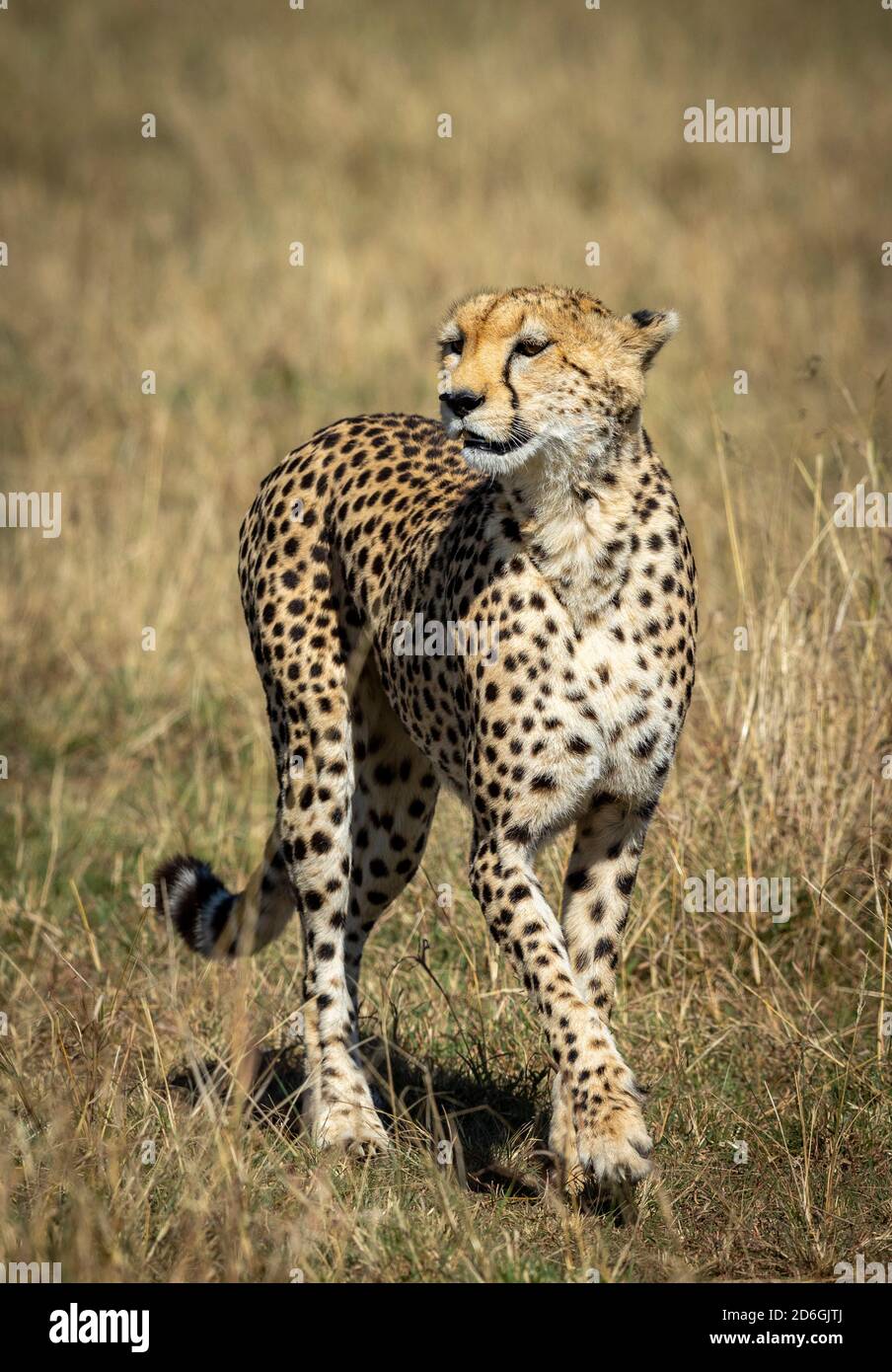 Vertical portrait of an adult cheetah walking in dry grass in the ...