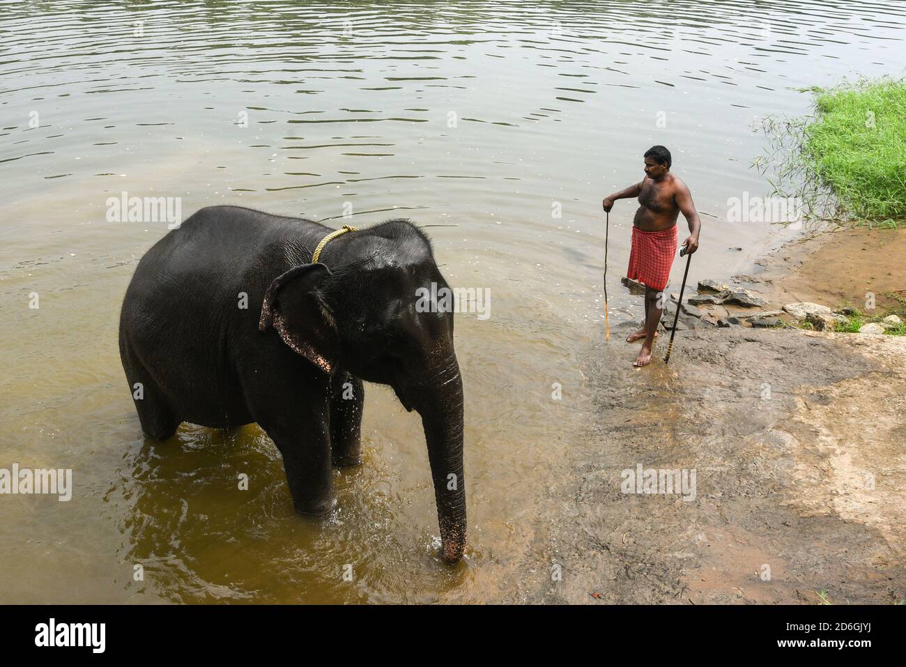 Wild Indian elephant bathing in river, Asian tusker male spraying water ...