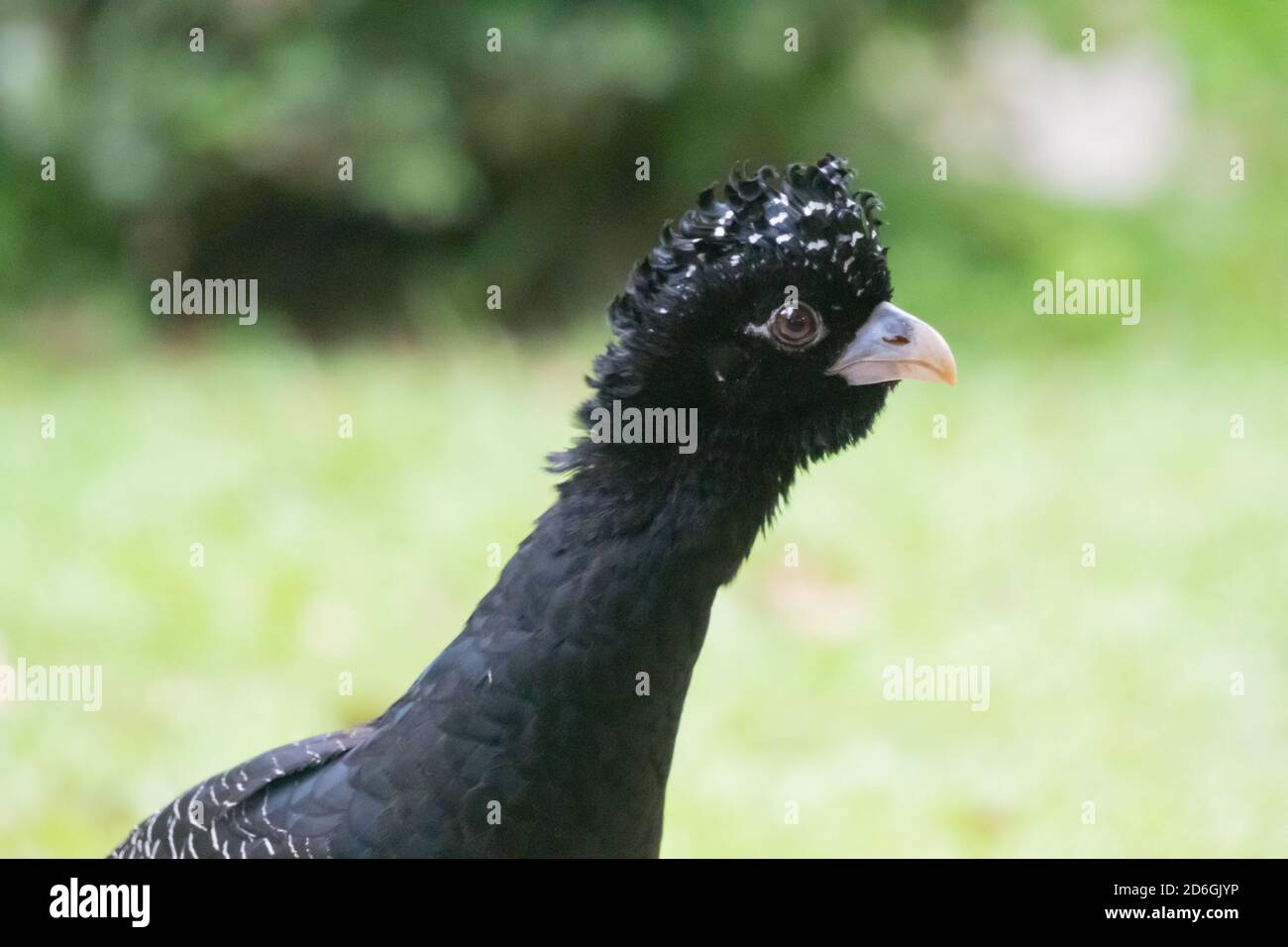 Blue-billed Curassow, Colombia Stock Photo - Alamy