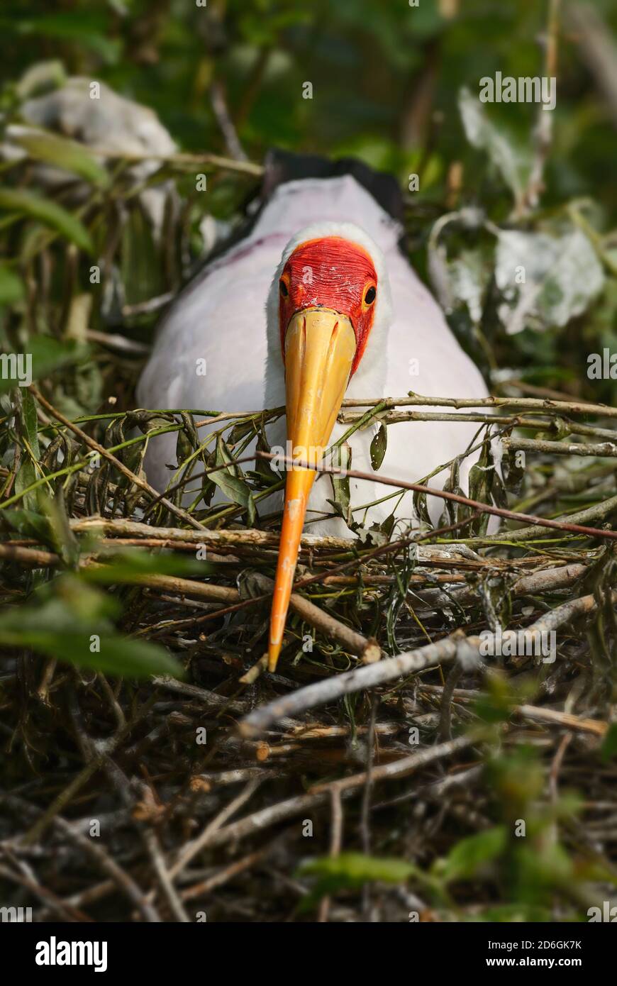 African ibis hi-res stock photography and images - Alamy
