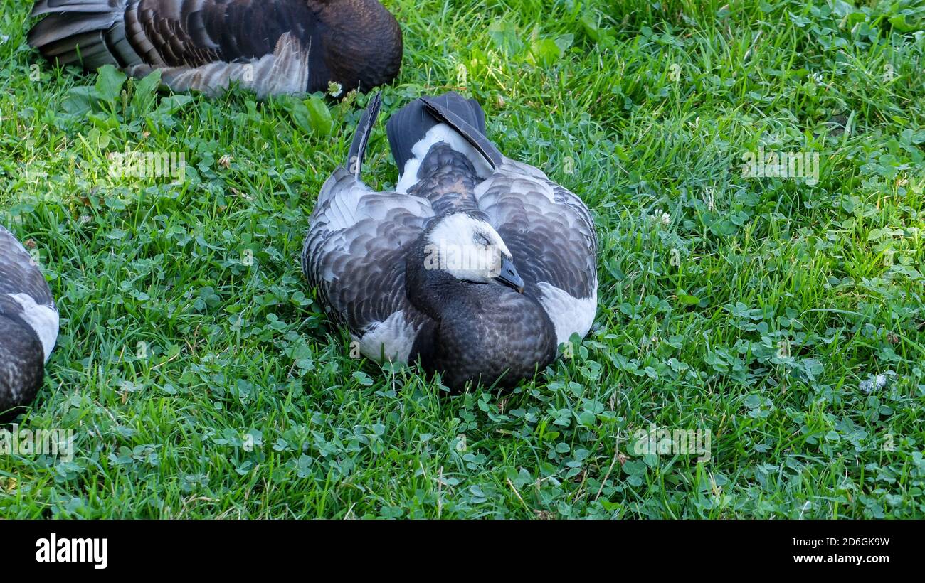 Resting barnacle goose in hi-res stock photography and images - Alamy