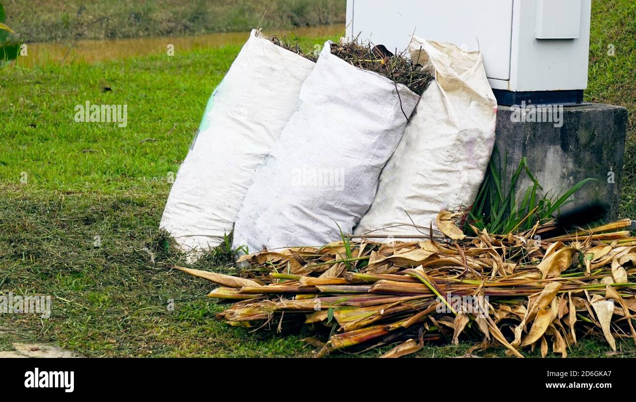 Dried leaves and grasses sacked up in a plastic bag after sweeping ...