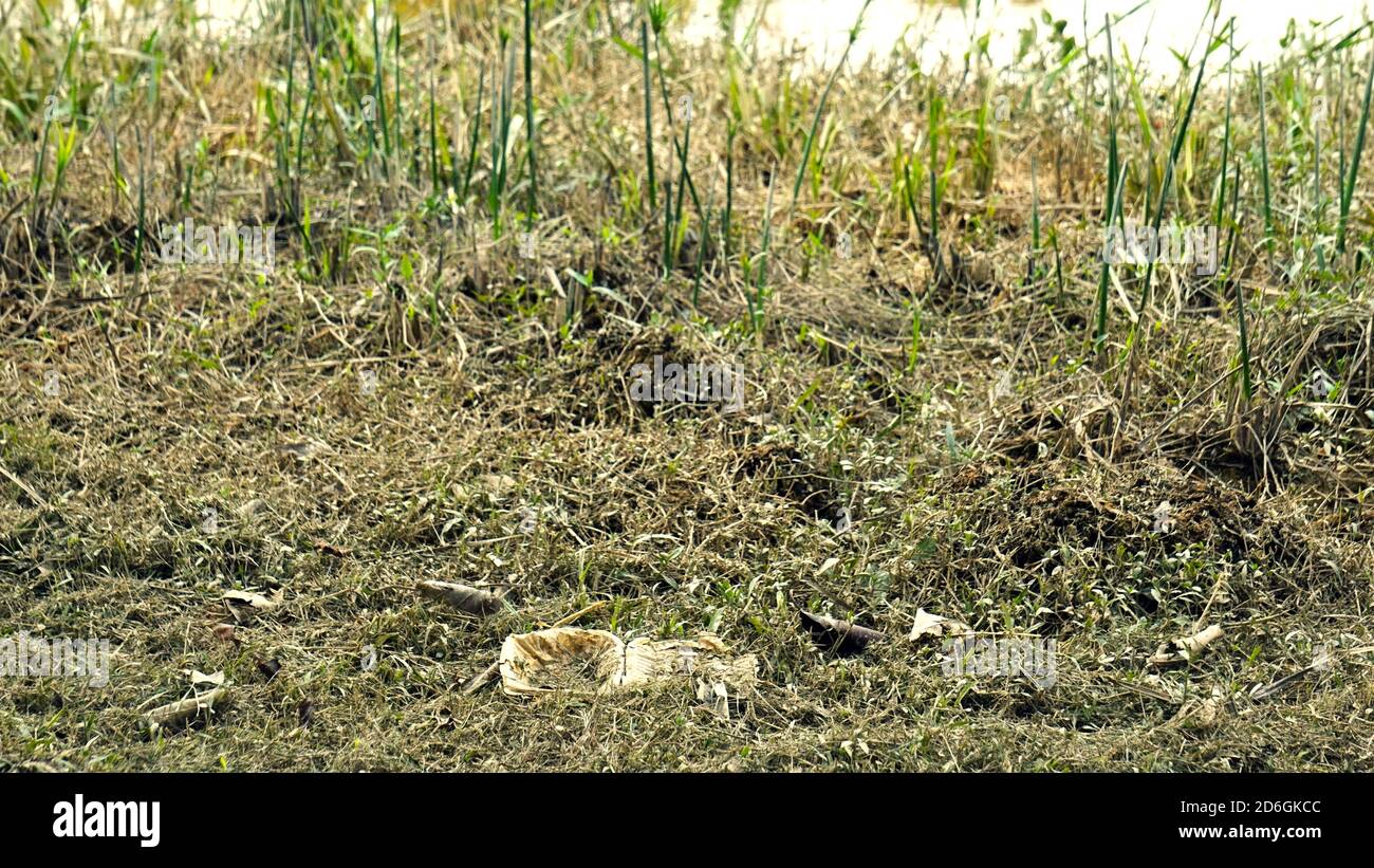 A dirty and worn out piece of plastic food container over a grassy land ...