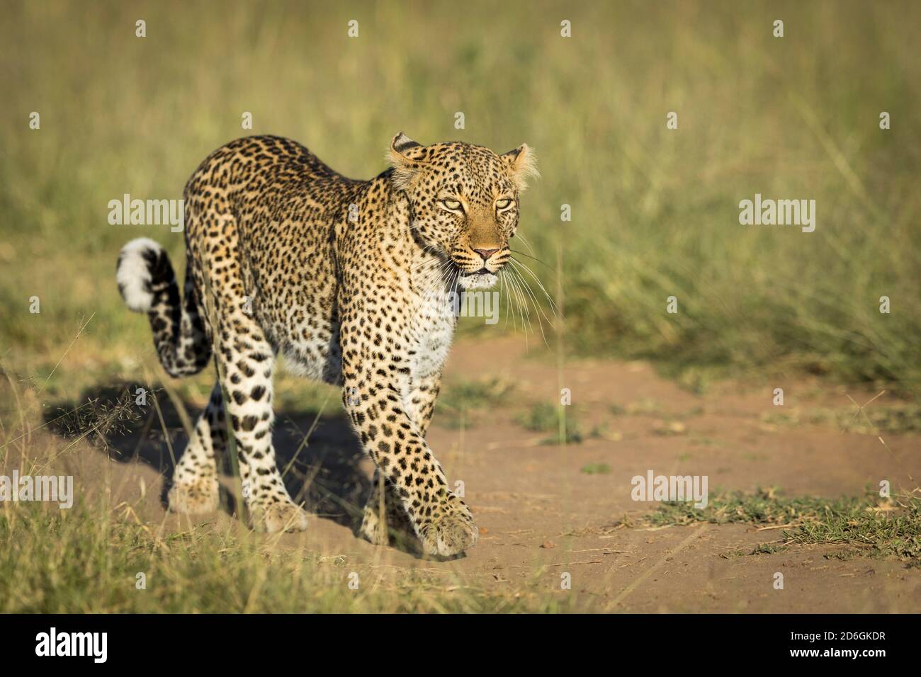 Horizontal portrait of an adult leopard walking in green bush at ...