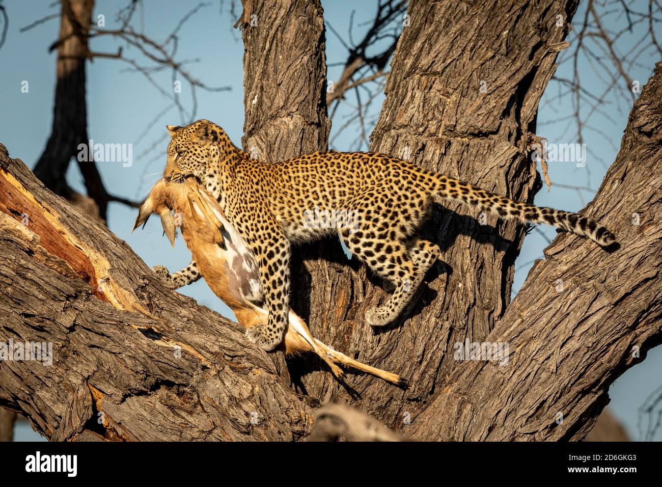 Leopard in tree carrying a dead antelope in warm afternoon sunlight in ...