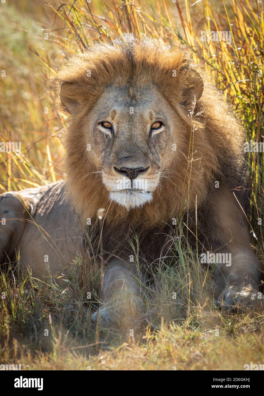 Vertical portrait of a male lion with a beautiful mane and looking ...