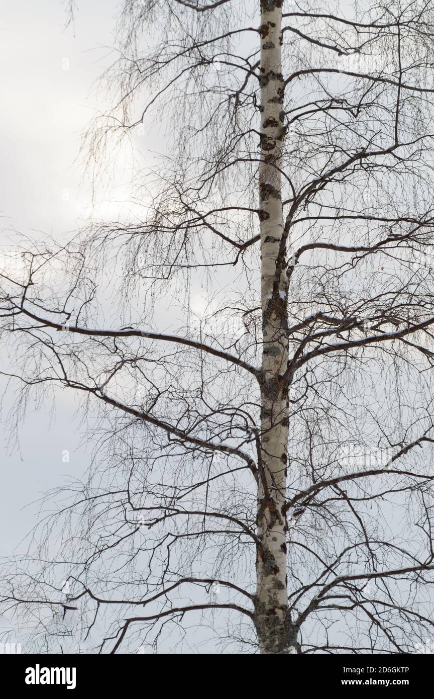 birch stem and branches in winter Stock Photo - Alamy