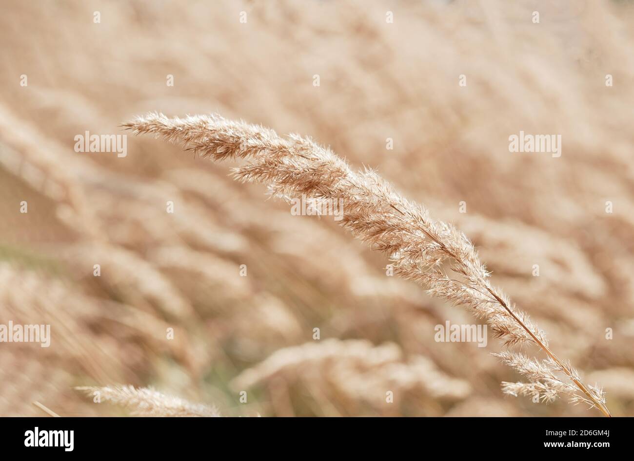 Abstract neutral backgrounds hi-res stock photography and images - Alamy
