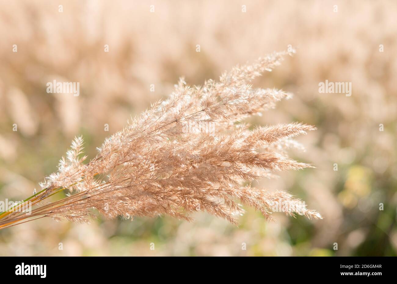 Abstract neutral backgrounds hi-res stock photography and images - Alamy