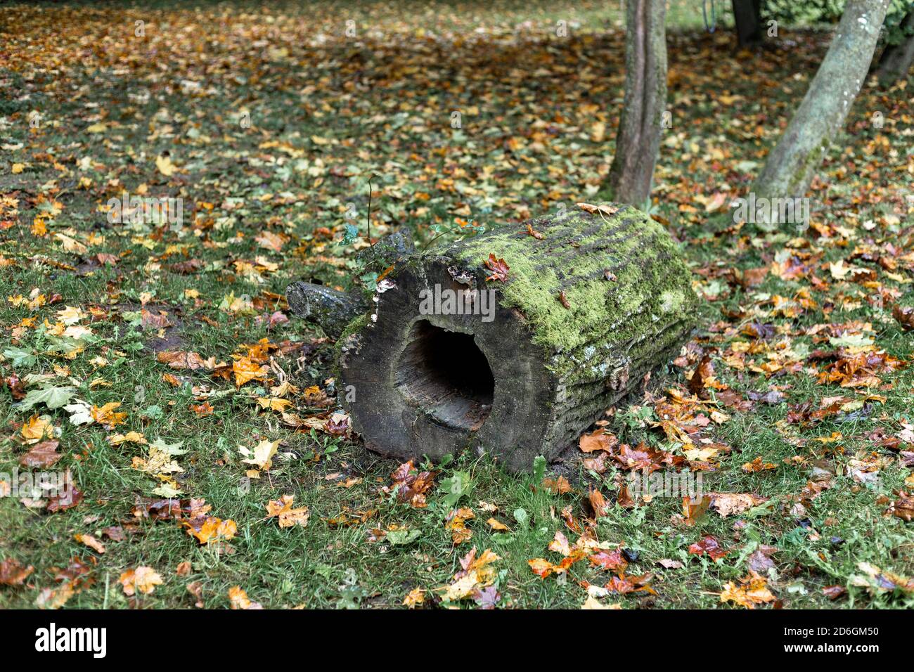 Vegetation covered log hi-res stock photography and images - Alamy