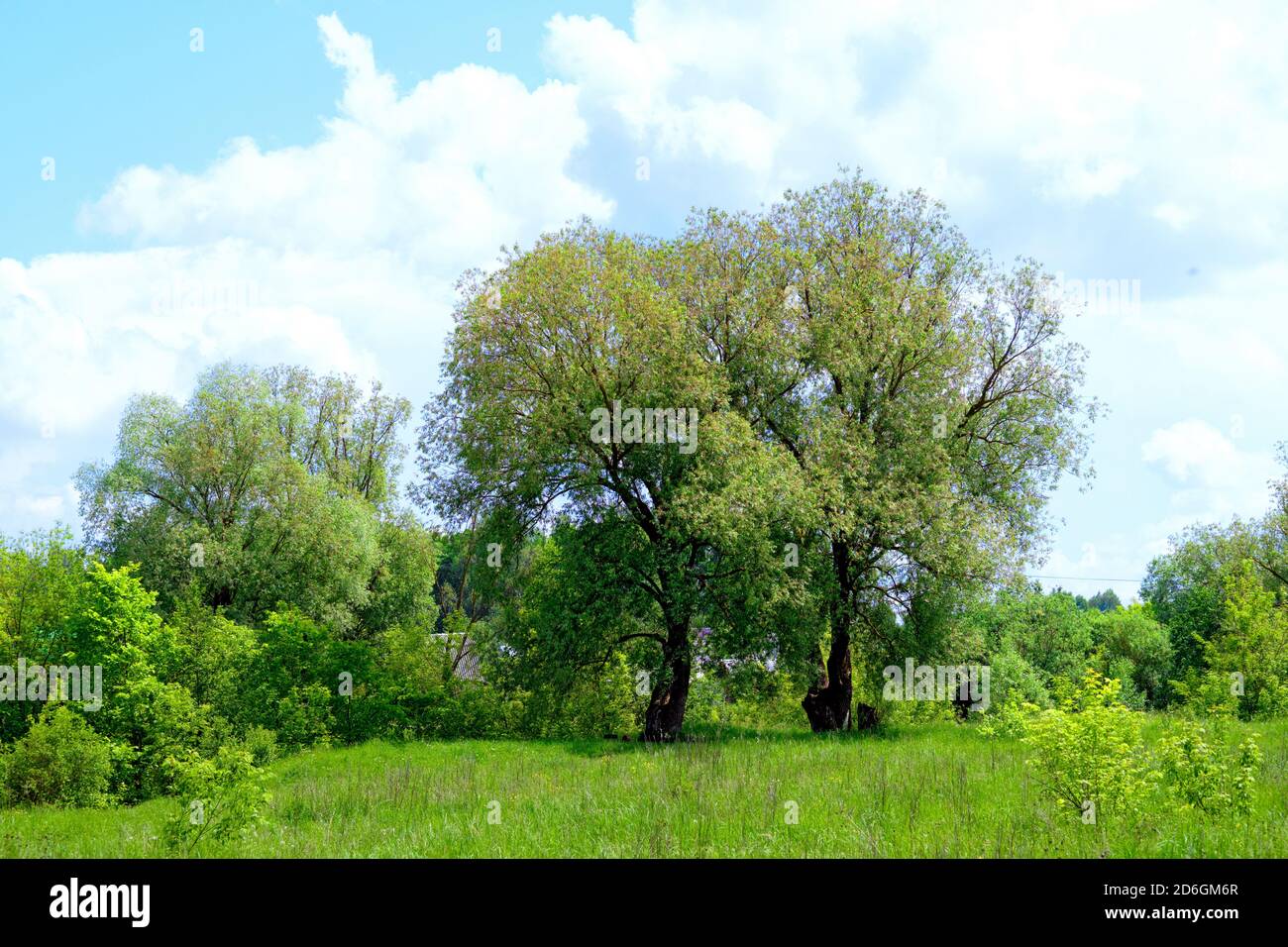 Pathway among trees hi-res stock photography and images - Alamy