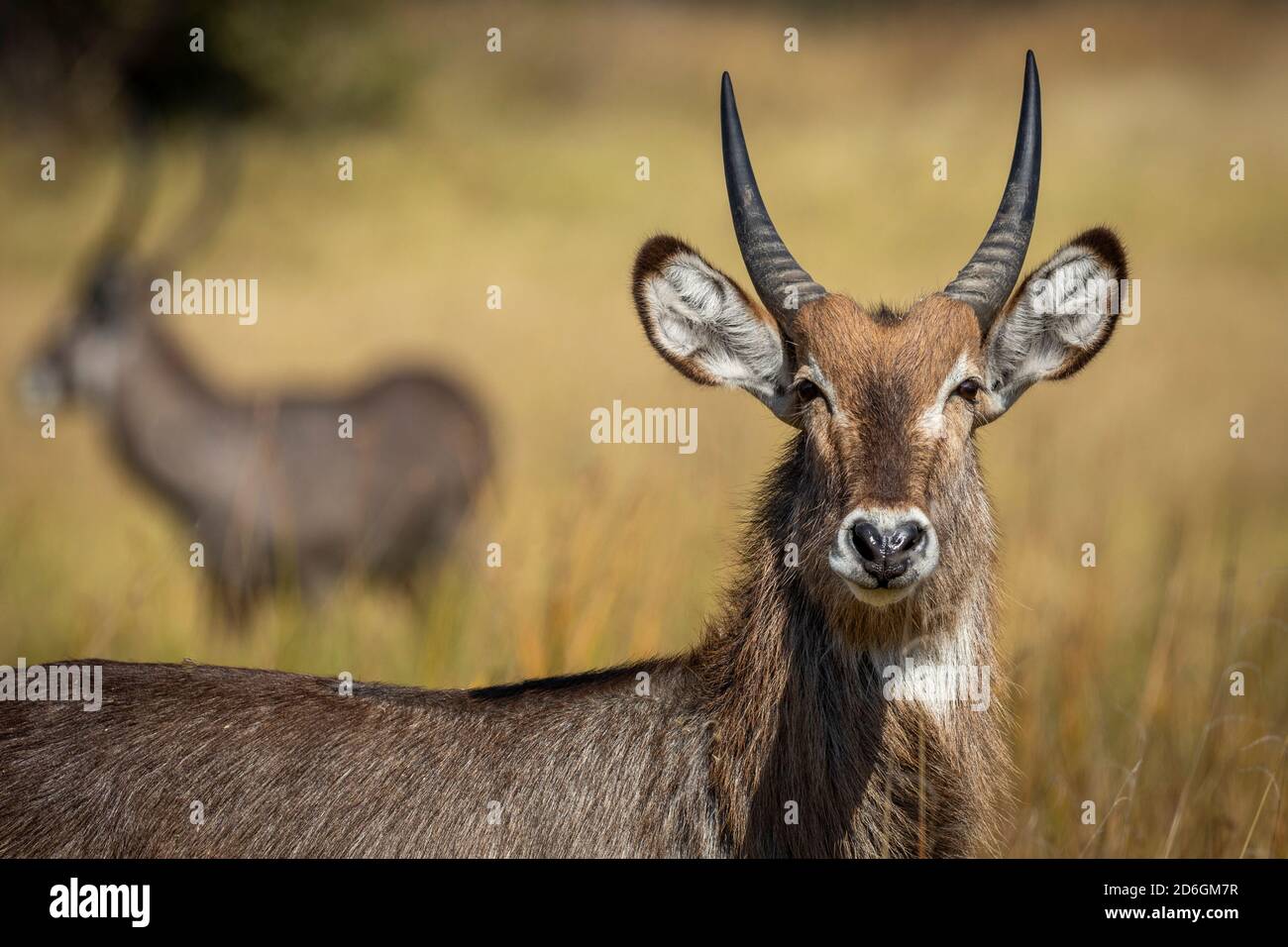 Waterbuck head hi-res stock photography and images - Alamy