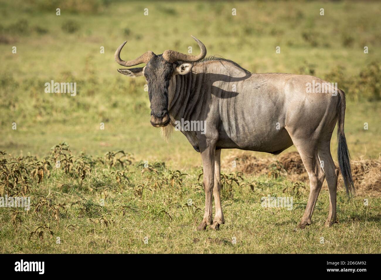 White bearded wildebeest standing in green grass in warm afternoon ...