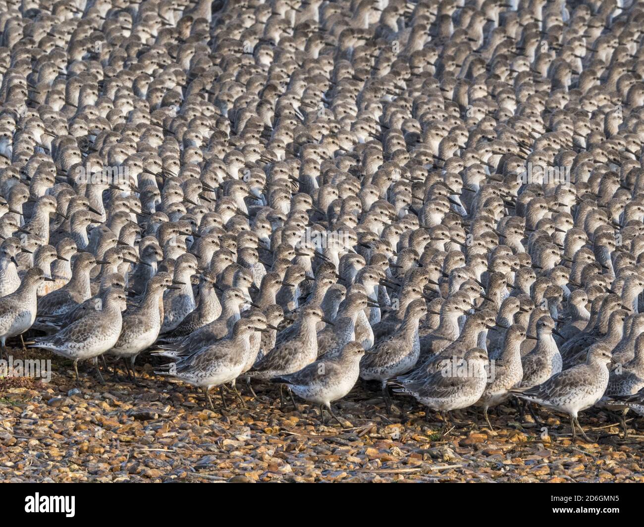 Red knots uk hi-res stock photography and images - Alamy