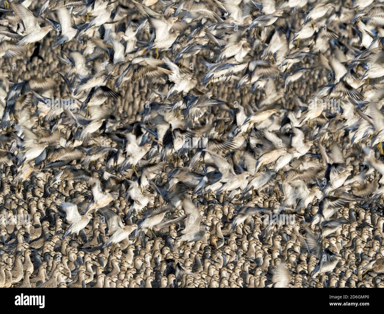 Red knots uk hi-res stock photography and images - Alamy