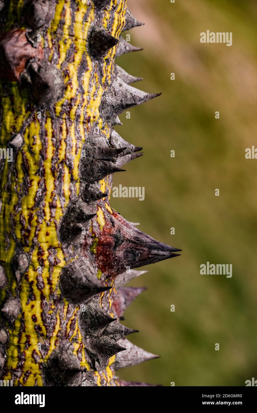 Sandbox tree hi-res stock photography and images - Alamy