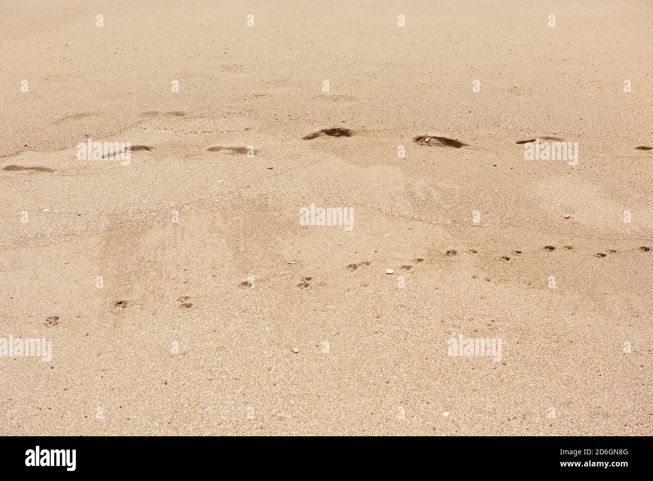 Cougar Tracks In Sand