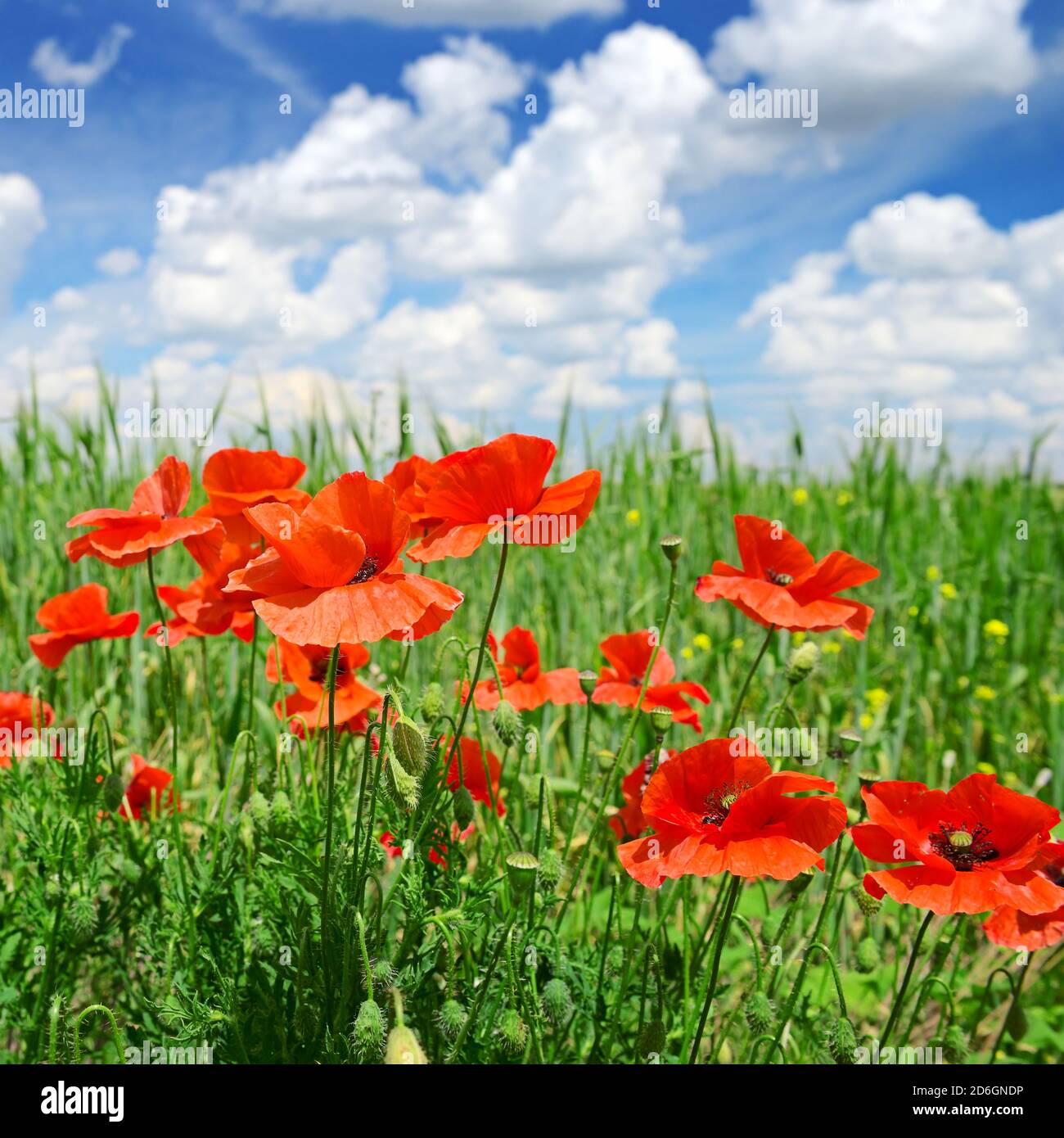 Spring poppies field hi-res stock photography and images - Alamy