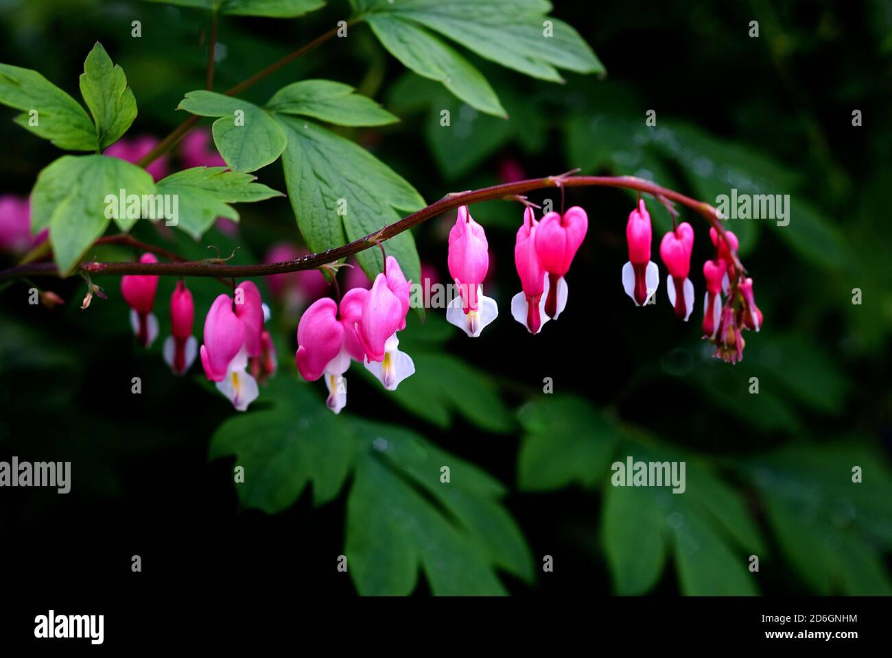 Wild bleeding heart hi-res stock photography and images - Alamy