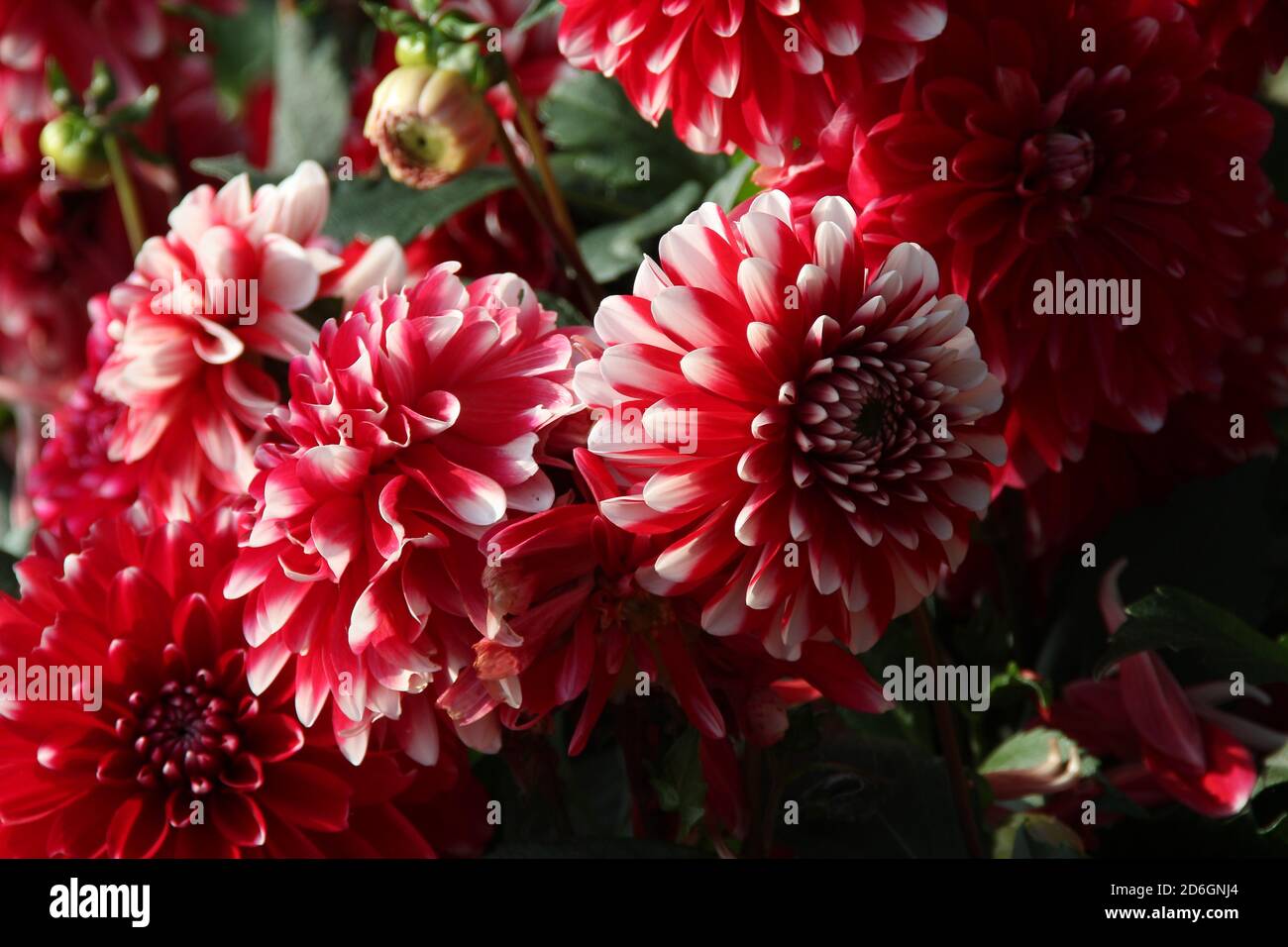 Georgina flowers hi-res stock photography and images - Alamy