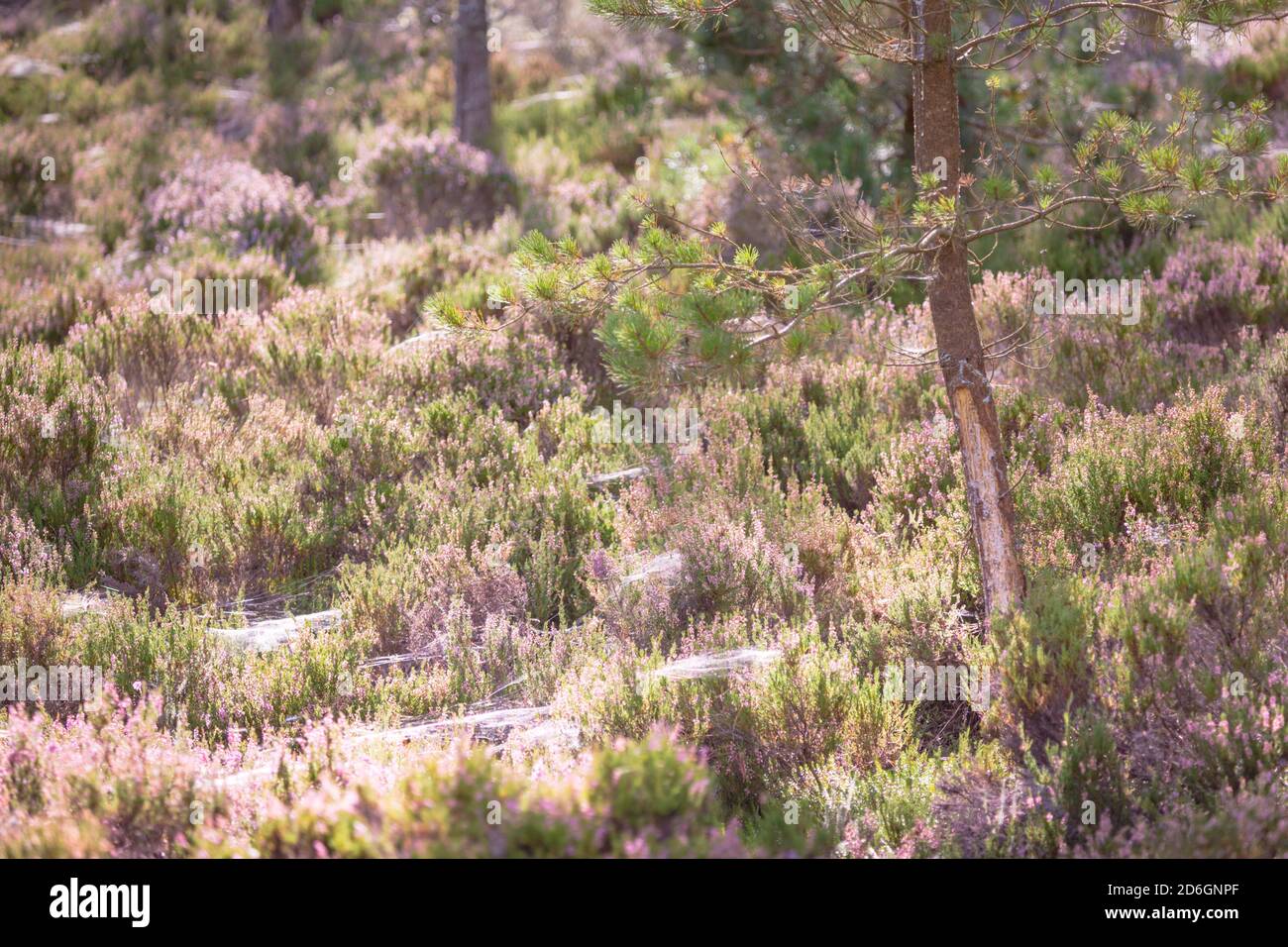 Spider catching leaf hi-res stock photography and images - Alamy