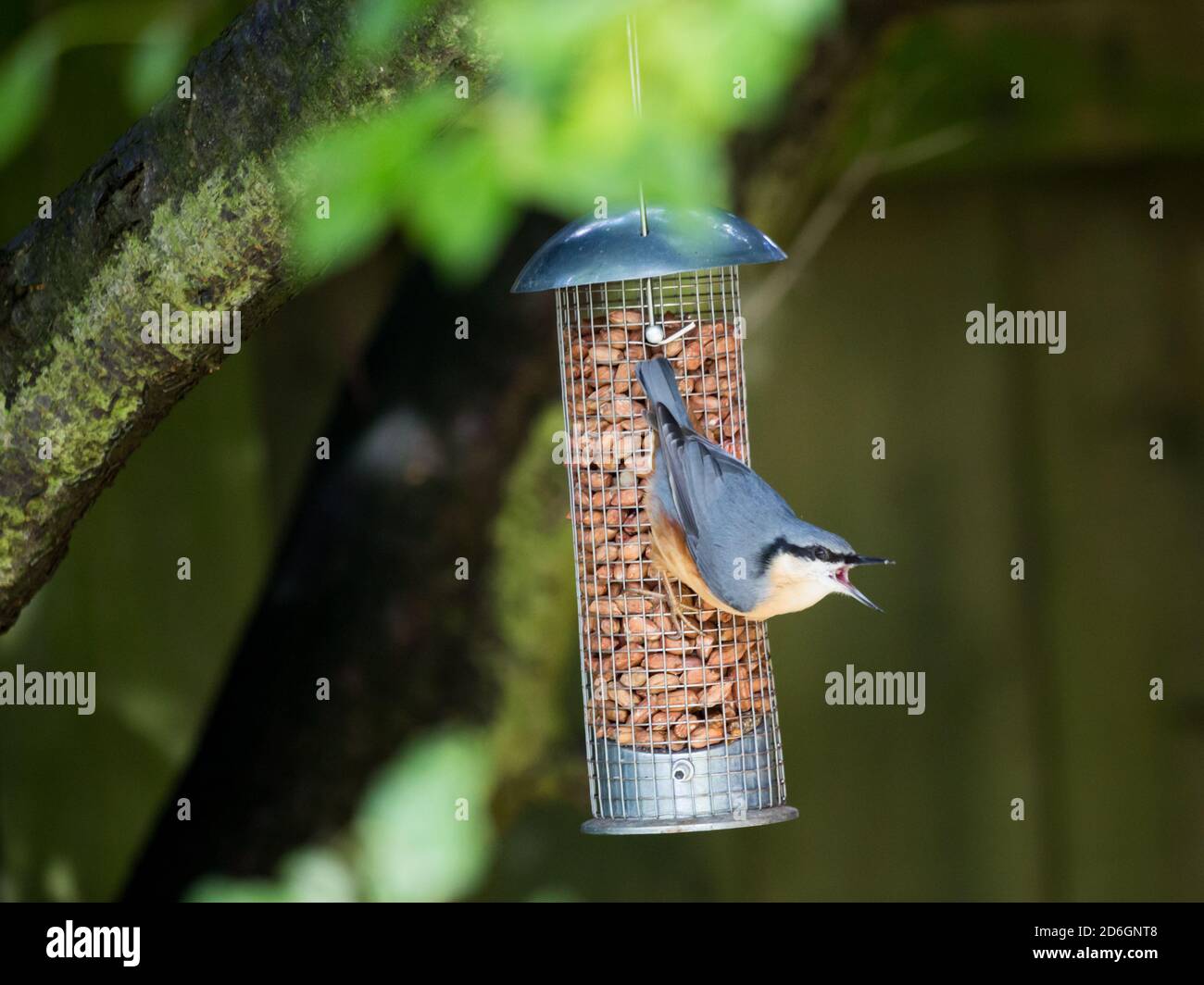 Nuthatch bird on a garden peanut bird feeder in North East England ...