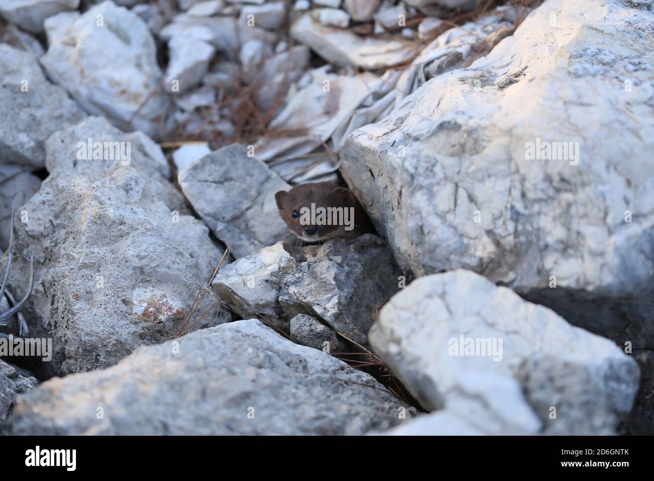 Selective focus shot of a weasel hiding behind big rocks Stock Photo ...