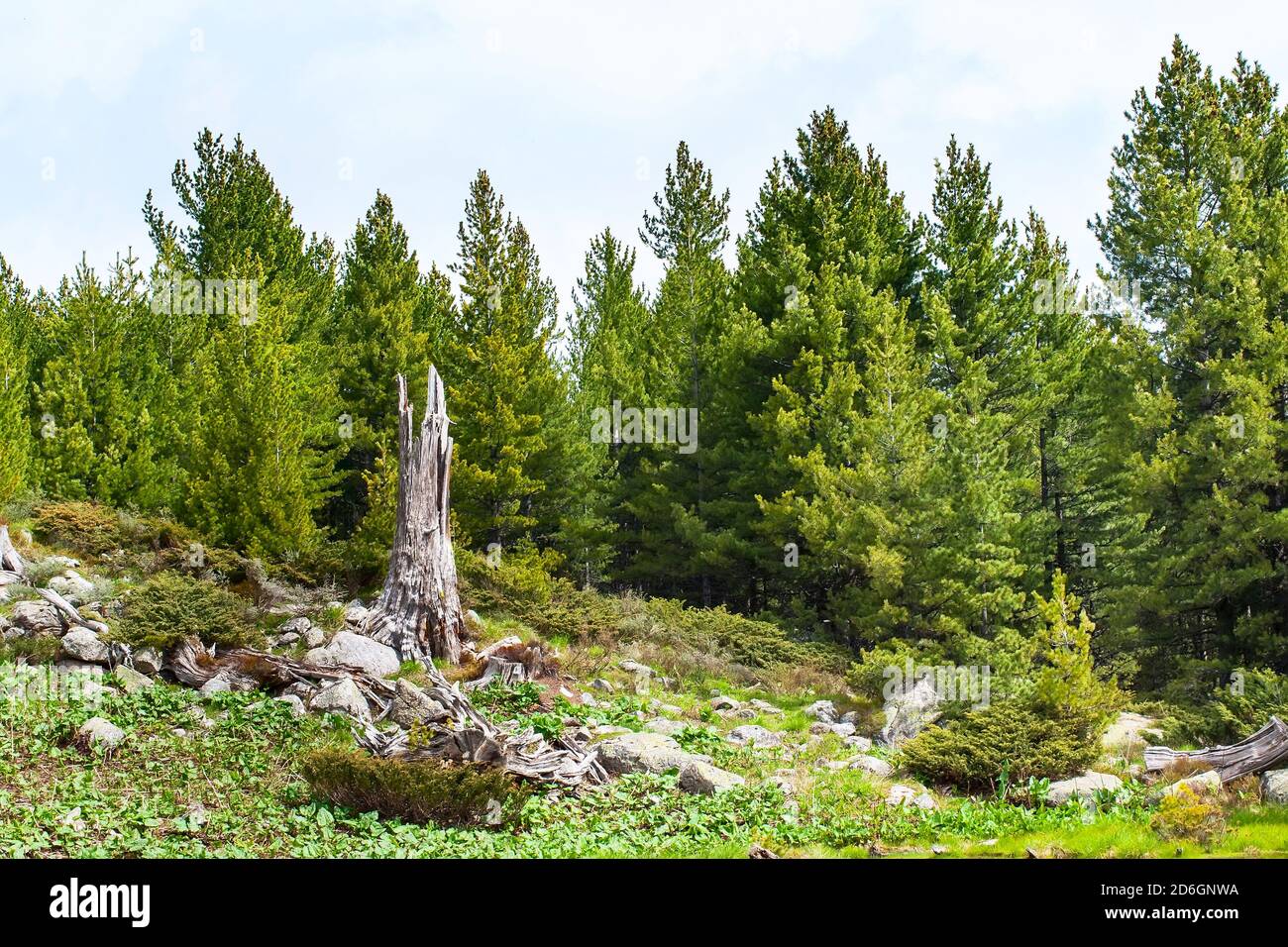 green pine trees panoramic forest landscape in Bulgaria Stock Photo - Alamy