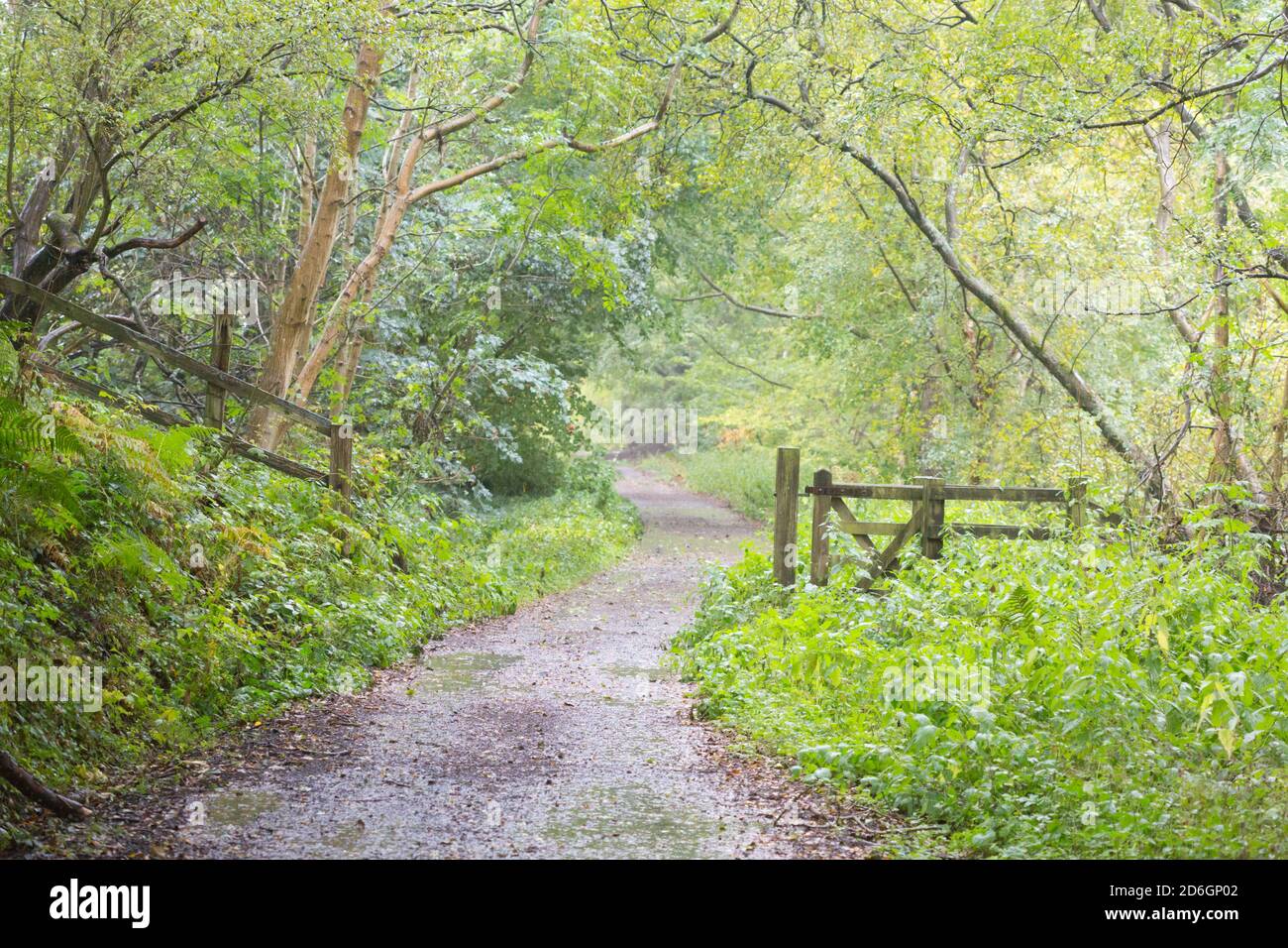 Woodland cycle track hi-res stock photography and images - Alamy