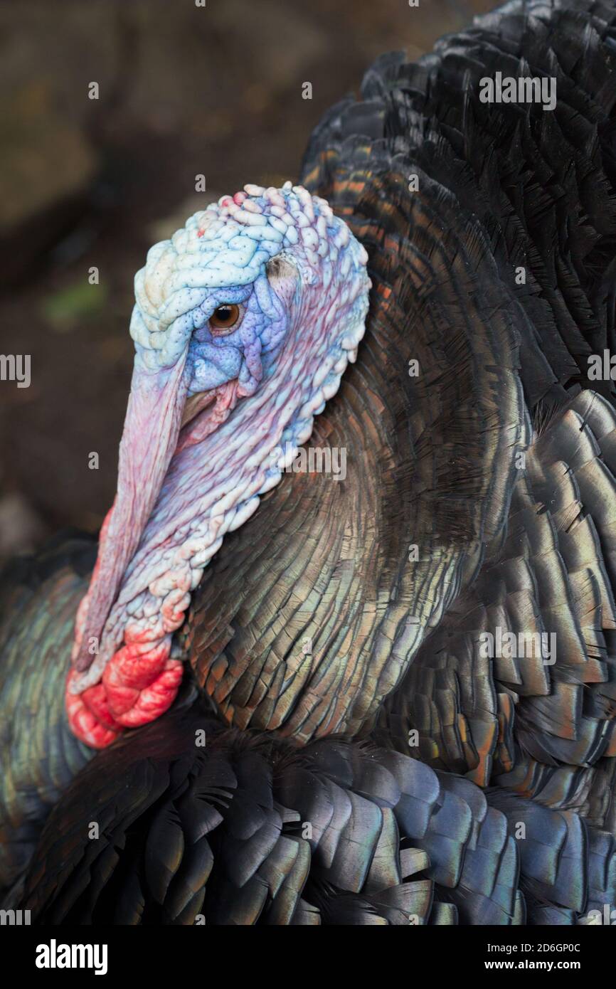 Turkeys uk poultry hi-res stock photography and images - Alamy