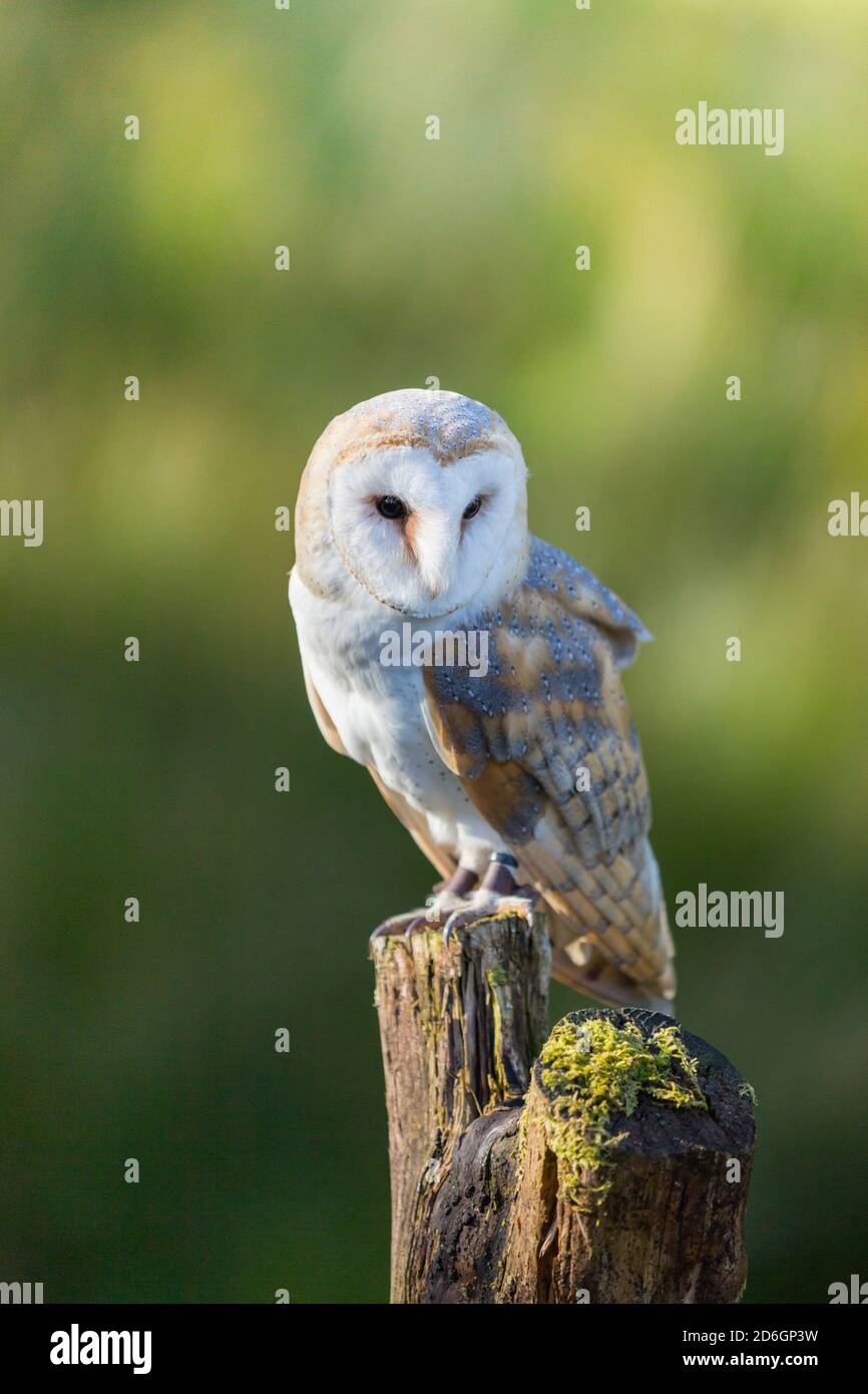 Bird rescue and education hi-res stock photography and images - Alamy