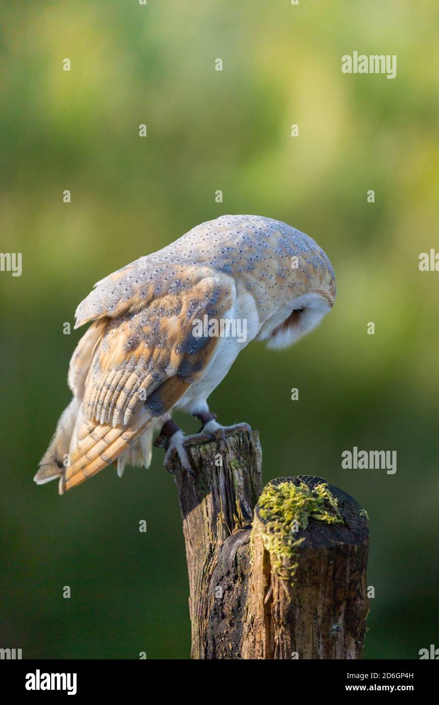 Bird rescue and education hi-res stock photography and images - Alamy