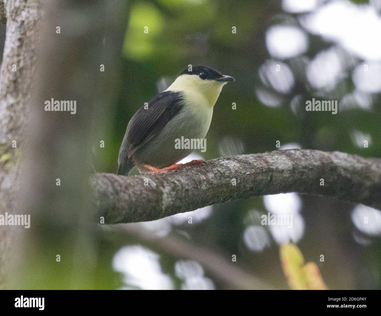 White bearded Manakin, Colombia Stock Photo - Alamy