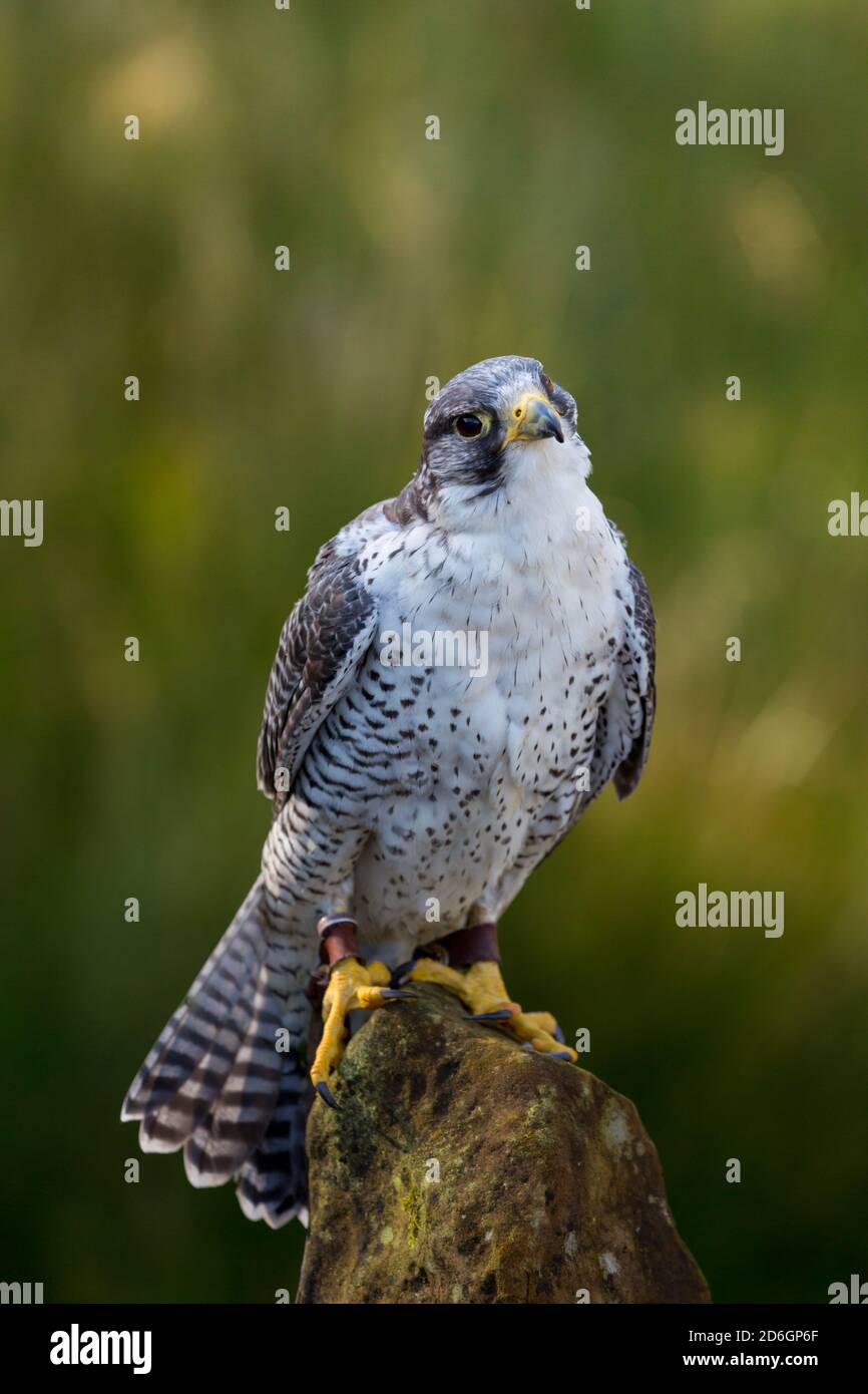 Birds of prey rescue centre hi-res stock photography and images - Alamy