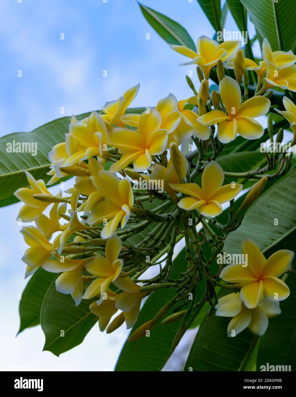 Tropical frangipanis hi-res stock photography and images - Alamy
