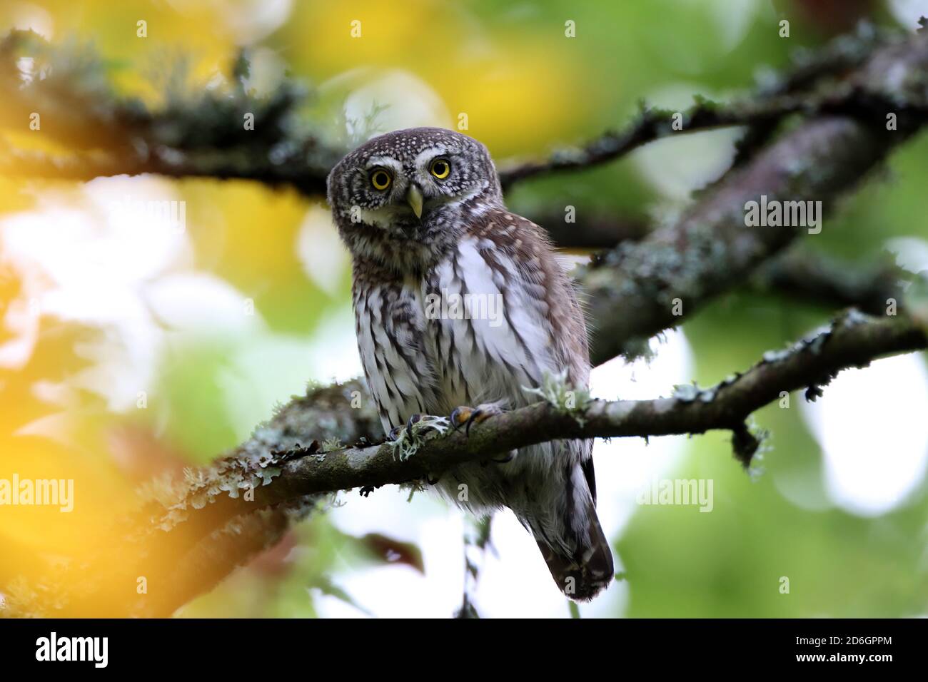 Eurasian pygmy owl (Glaucidium passerinum) Swabian Jura Stock Photo - Alamy