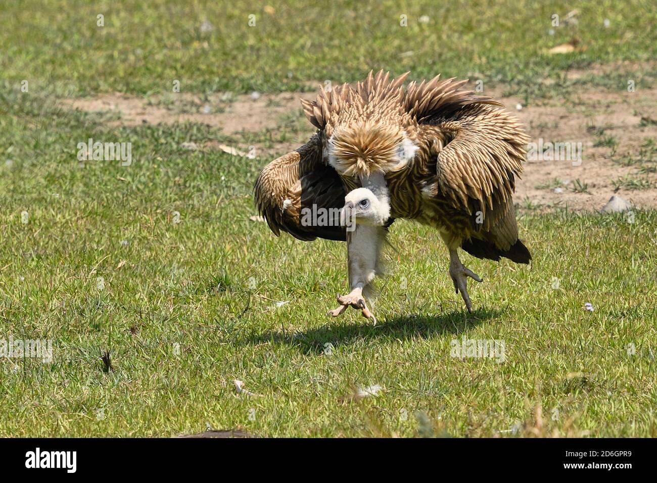 Gyps himalayensis nepal hi-res stock photography and images - Alamy