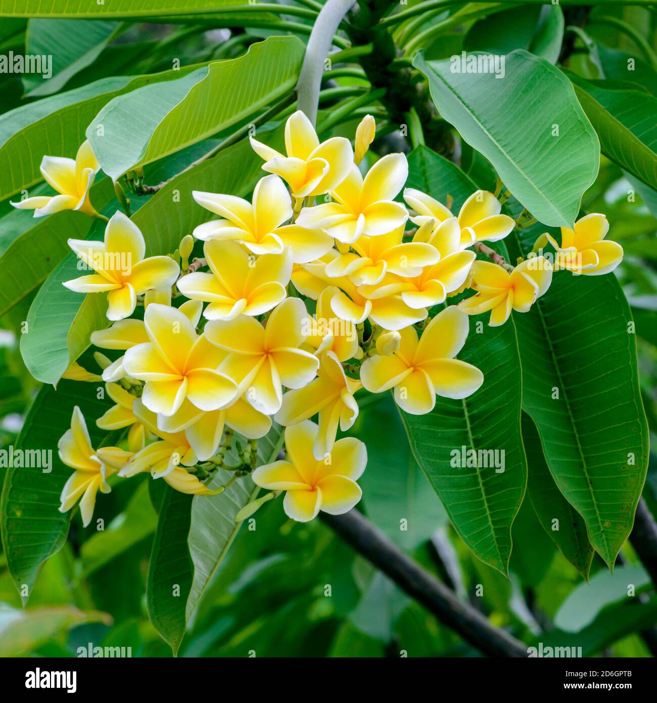 Yellow tropical flowers hi-res stock photography and images - Alamy